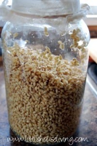 Sprouting Wheat Berries and Grinding Your Own Sprouted Flour