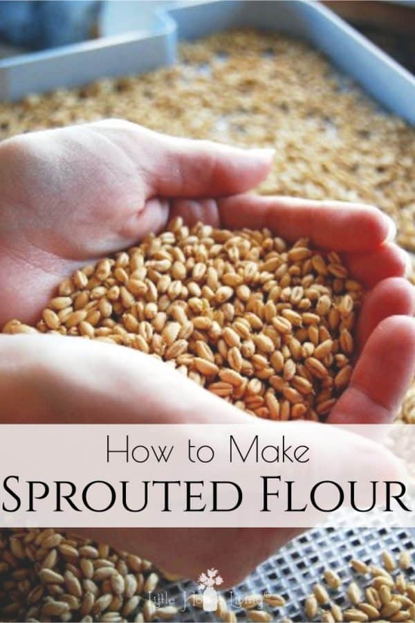 Sprouting Wheat Berries and Grinding Your Own Sprouted Flour