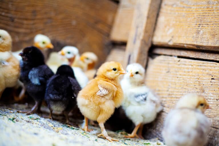 Raising Baby Chicks - A Beginners Guide to Baby Chicken Care