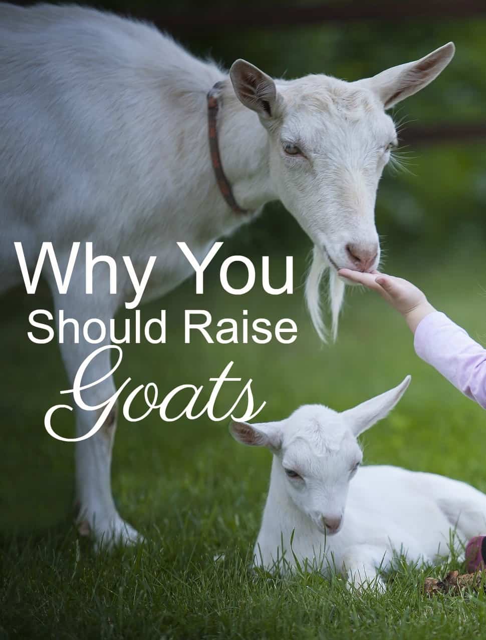 Why You Should Raise Goats - Little House Living